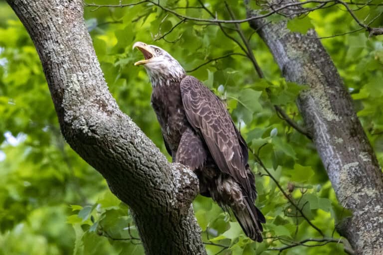 How DDT Nearly Wiped Out Bald Eagles in the 20th Century - Animals ...