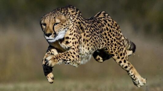 Meet the Fastest Land Animal and How It Reaches Top Speed in Seconds ...