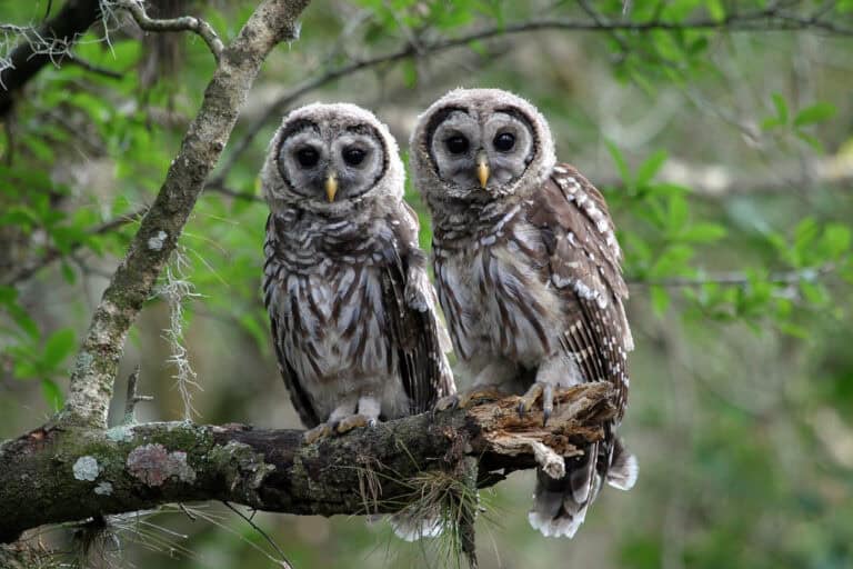 The Science Behind the Owl’s Asymmetrical Ears