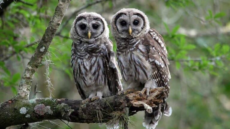 How Owls Fly Without Making a Sound - Animals Around The Globe