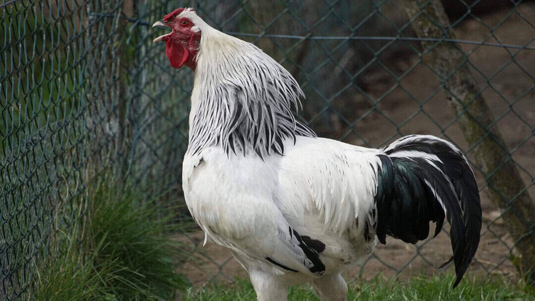 Why Roosters Crow at Sunrise (and All Day Long) - Animals Around The Globe