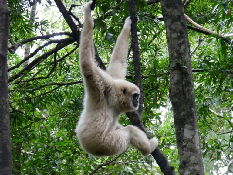 The Evolutionary Secret Behind the Sloth’s Slow Movement
