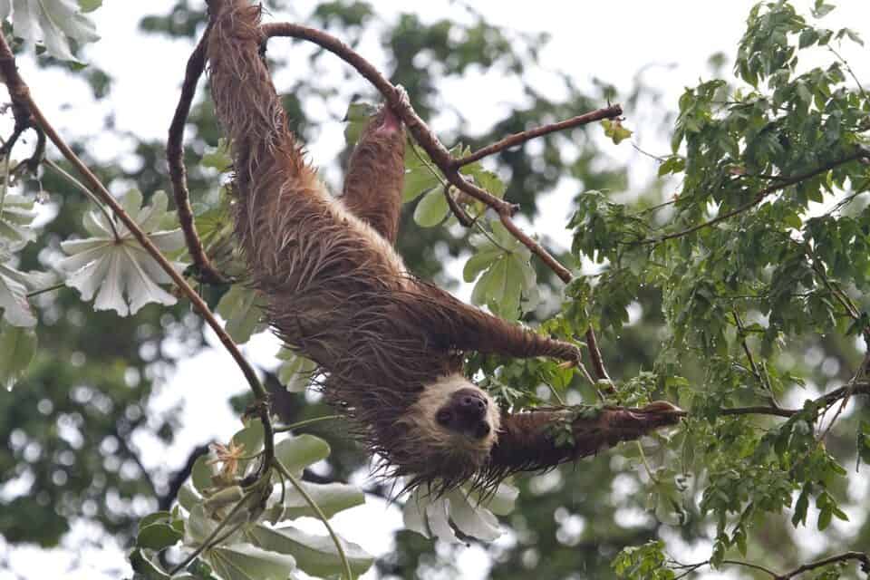 The Evolutionary Secret Behind the Sloth’s Slow Movement