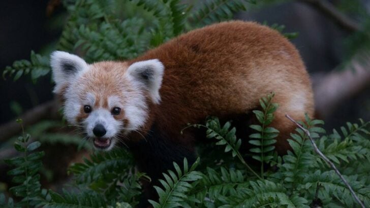 Did You Know Red Pandas Are More Closely Related to Raccoons Than Bears ...