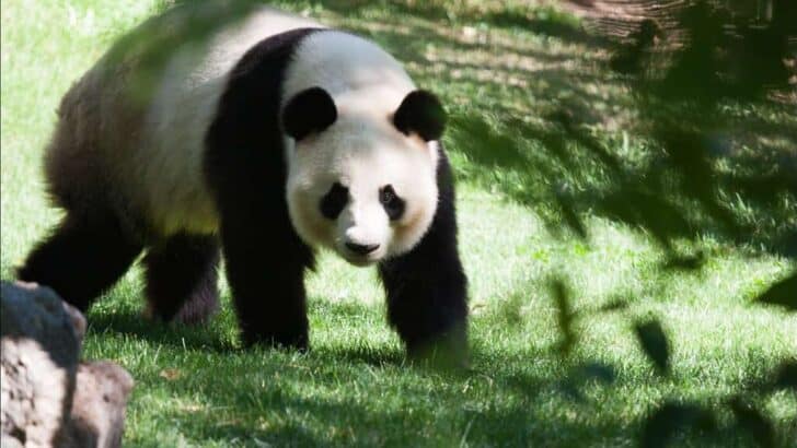 12 Most Popular Zoo Animals Ranked by US Visitor Interest - Animals ...
