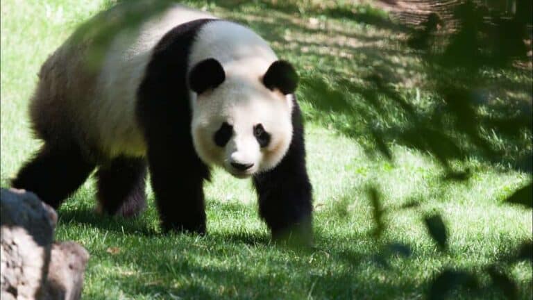 12 Most Popular Zoo Animals Ranked by US Visitor Interest - Animals ...