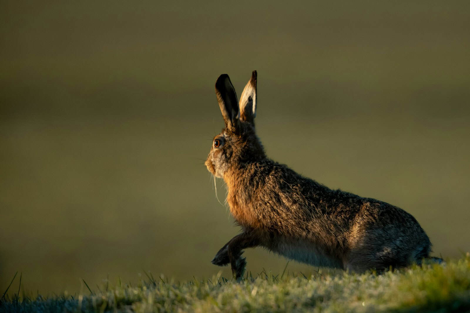 Brown Hares Gain Protection During Breeding Season in the UK - Animals ...