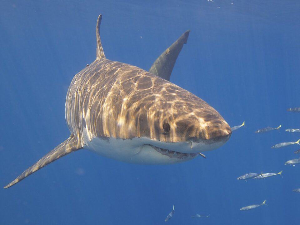 9 Shark Species That Prefer Warm Water — And 4 That Thrive in Cold