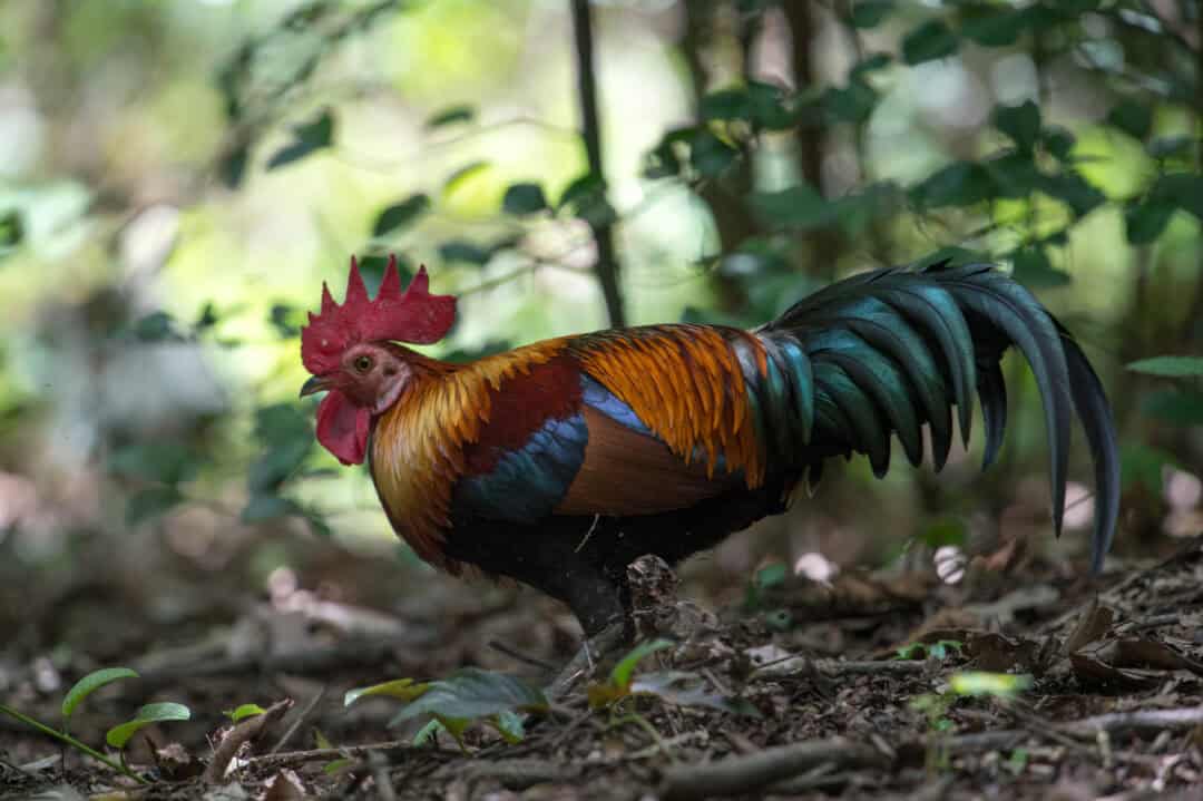 From Symbol to Supper: The Cultural Journey of the Chicken - Animals ...