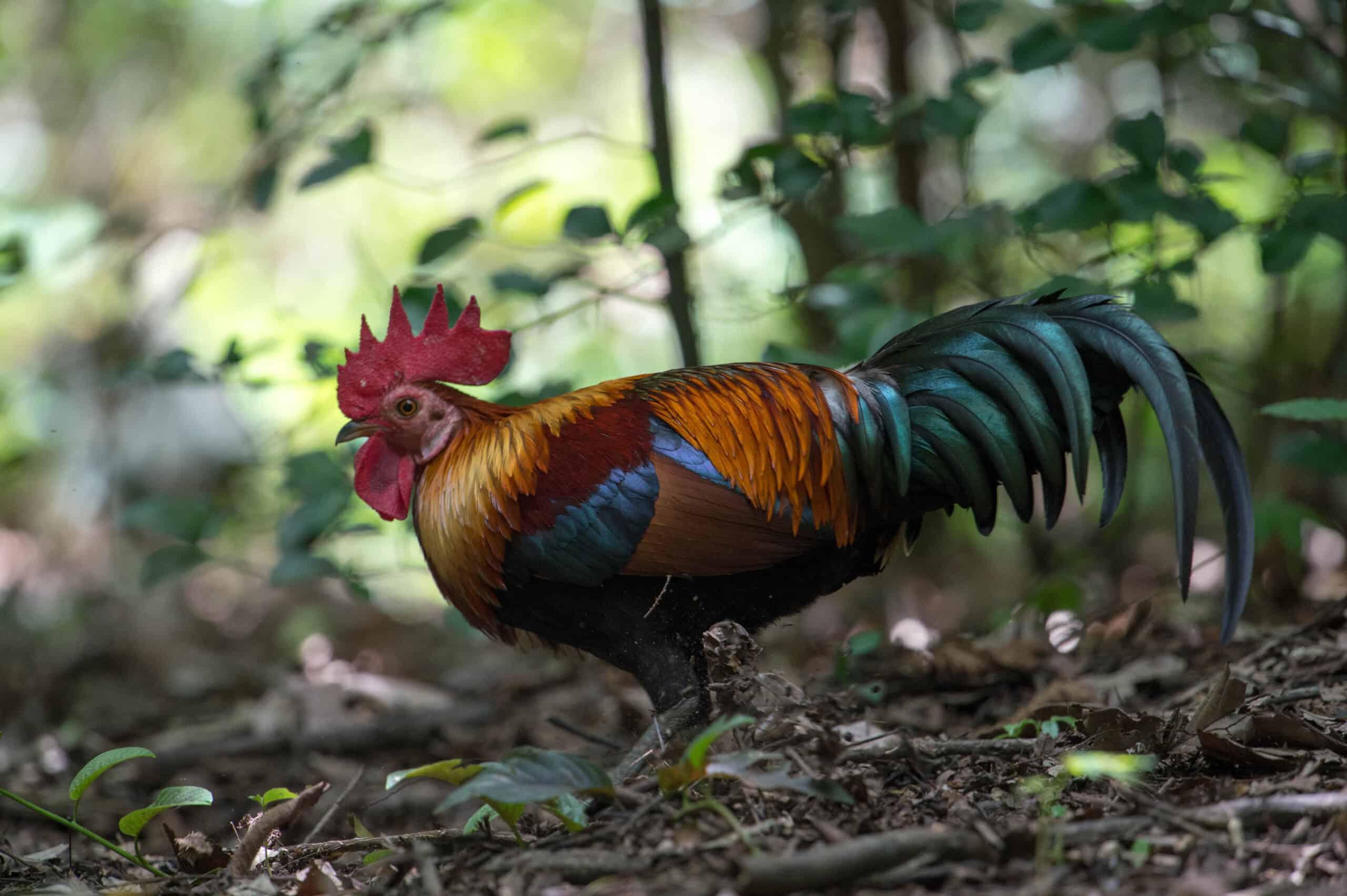 From Symbol to Supper: The Cultural Journey of the Chicken - Animals ...