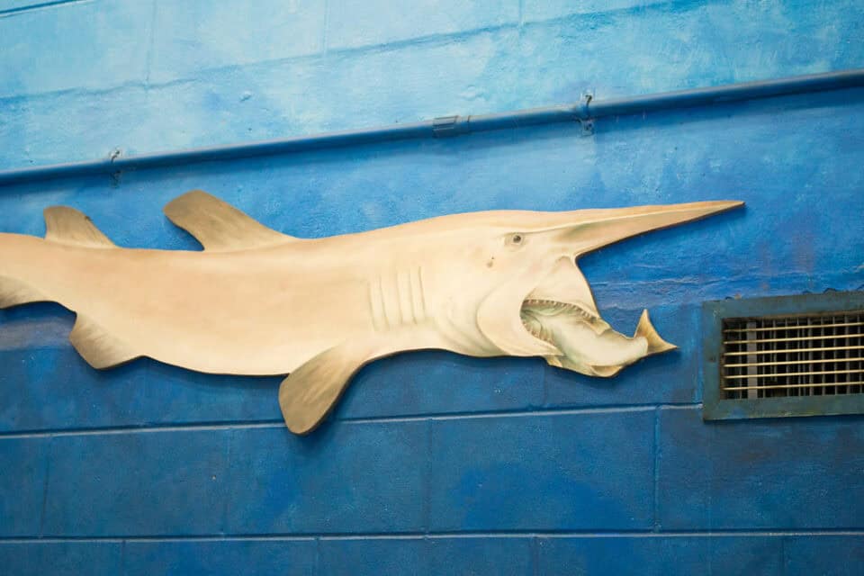 What Makes the Goblin Shark So Terrifying and So Rare - Animals Around ...