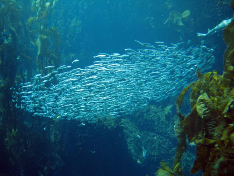How Schools of Fish Move in Perfect Synchrony