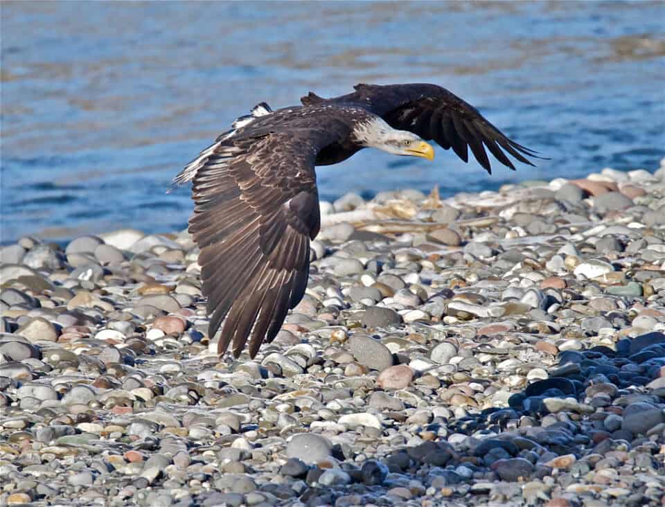 California’s Major Step for Bird Conservation: Migratory Bird Act Now ...