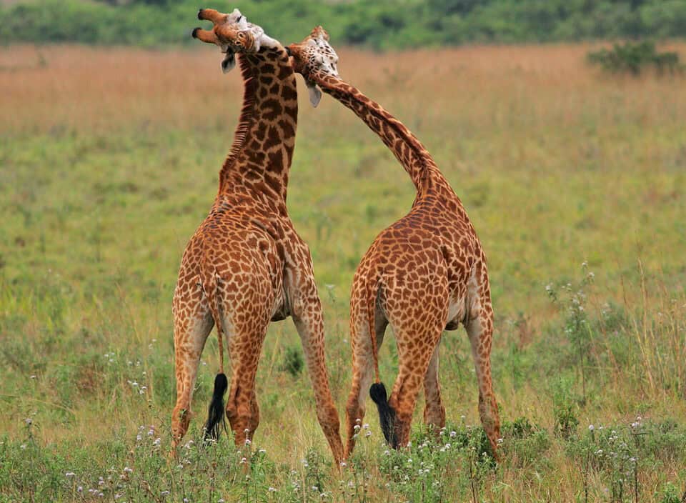 Why Giraffes Headbutt Each Other in “Necking” Battles