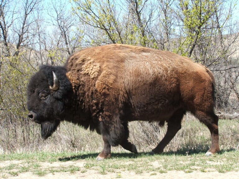How Fast Can a Bison Run? Faster Than You Think - Animals Around The Globe