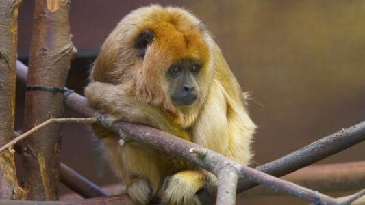10 Smartest Monkey Species Ranked by Experts - Animals Around The Globe