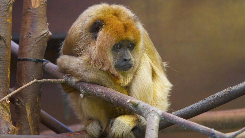 10 Smartest Monkey Species Ranked by Experts - Animals Around The Globe