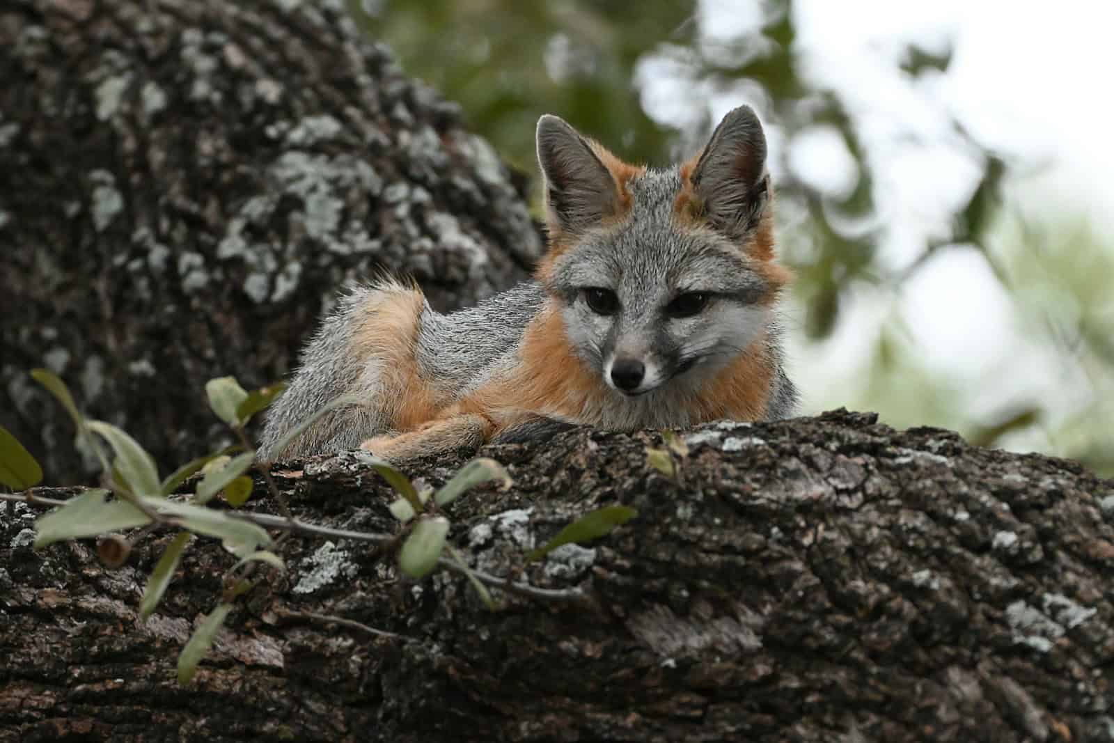 Gray Foxes Can Climb Trees Like Cats - Animals Around The Globe