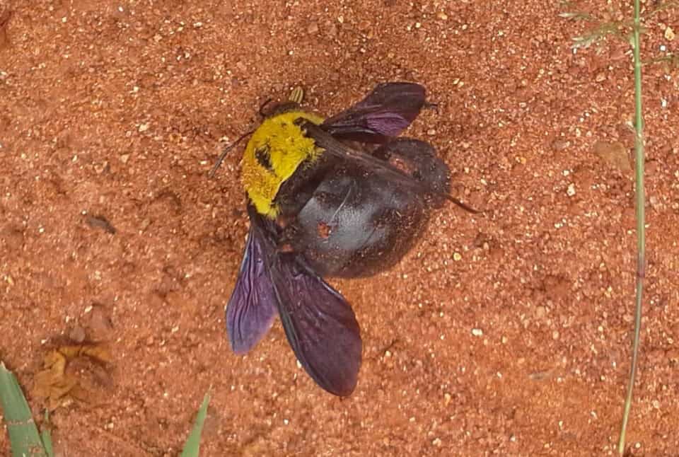 What Happens If All Pollinators Disappear at Once? - Animals Around The ...
