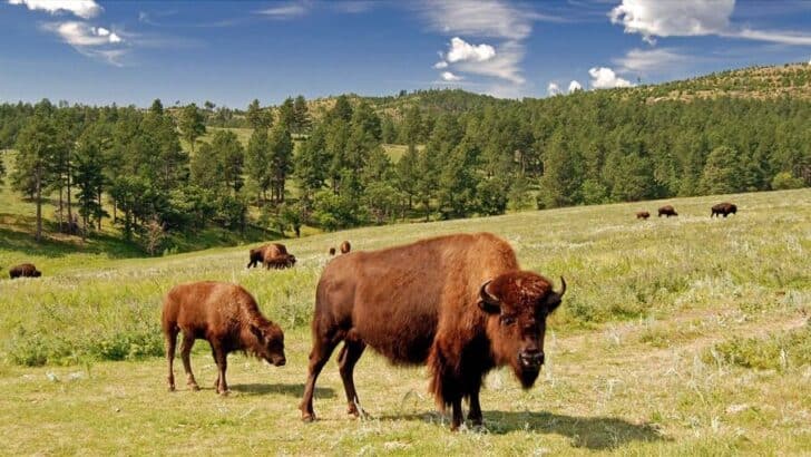 The Cultural Importance of Bison to Native American Tribes