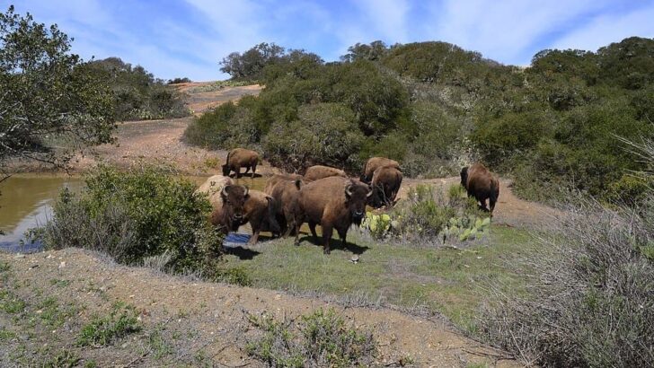 How Fast Can a Bison Run? Faster Than You Think - Animals Around The Globe