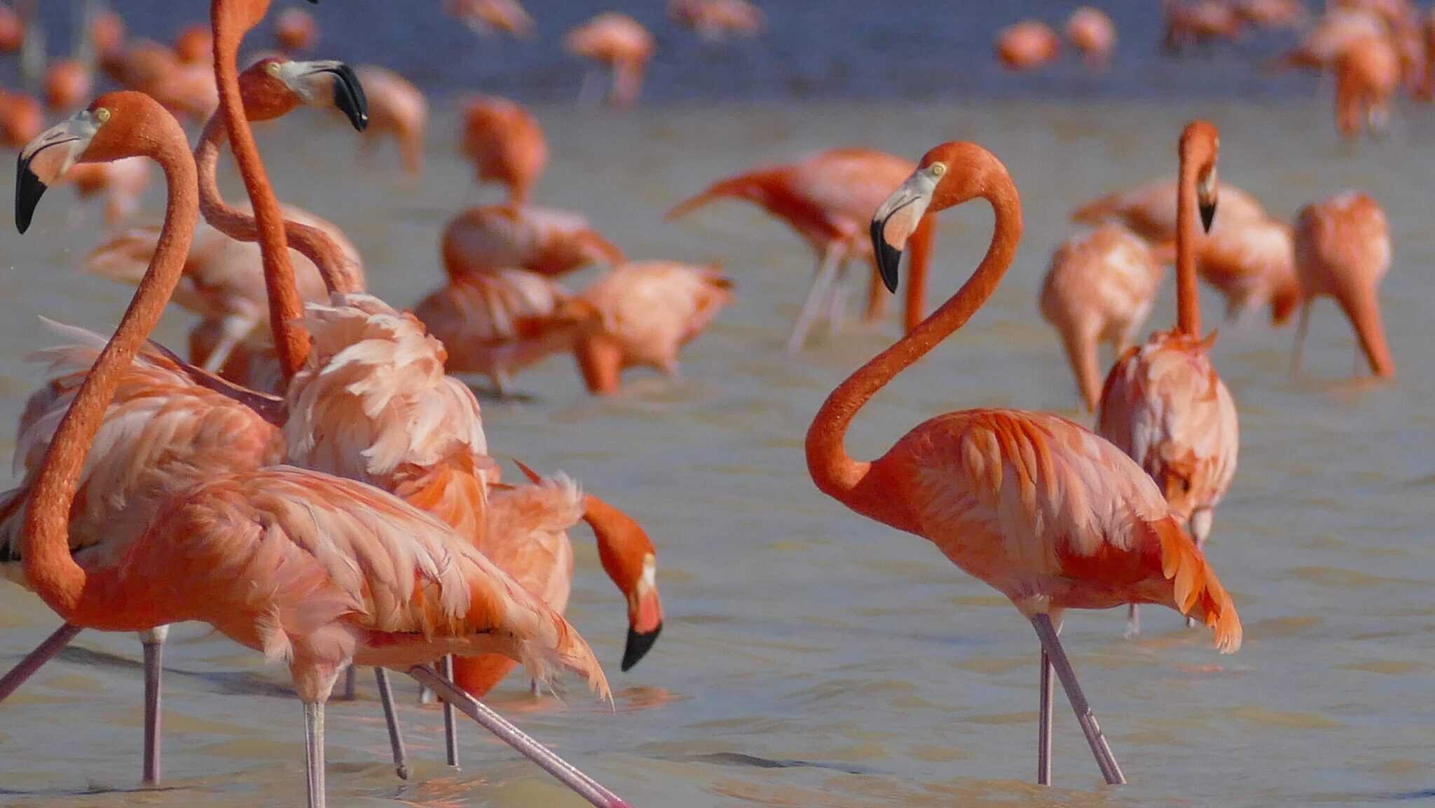Why Flamingo Feathers Turn Pink From Their Diet - Animals Around The Globe