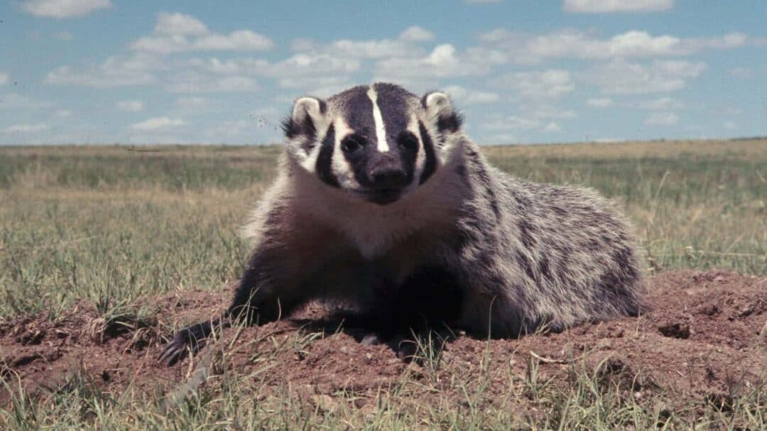 The Wild Animals That Roam the Great Plains - Animals Around The Globe