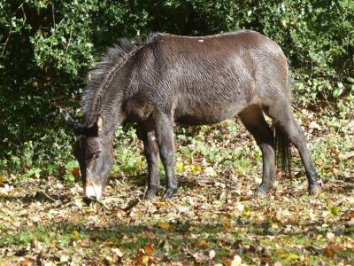 The Top 11 Most Googled Animal Hybrids - Animals Around The Globe