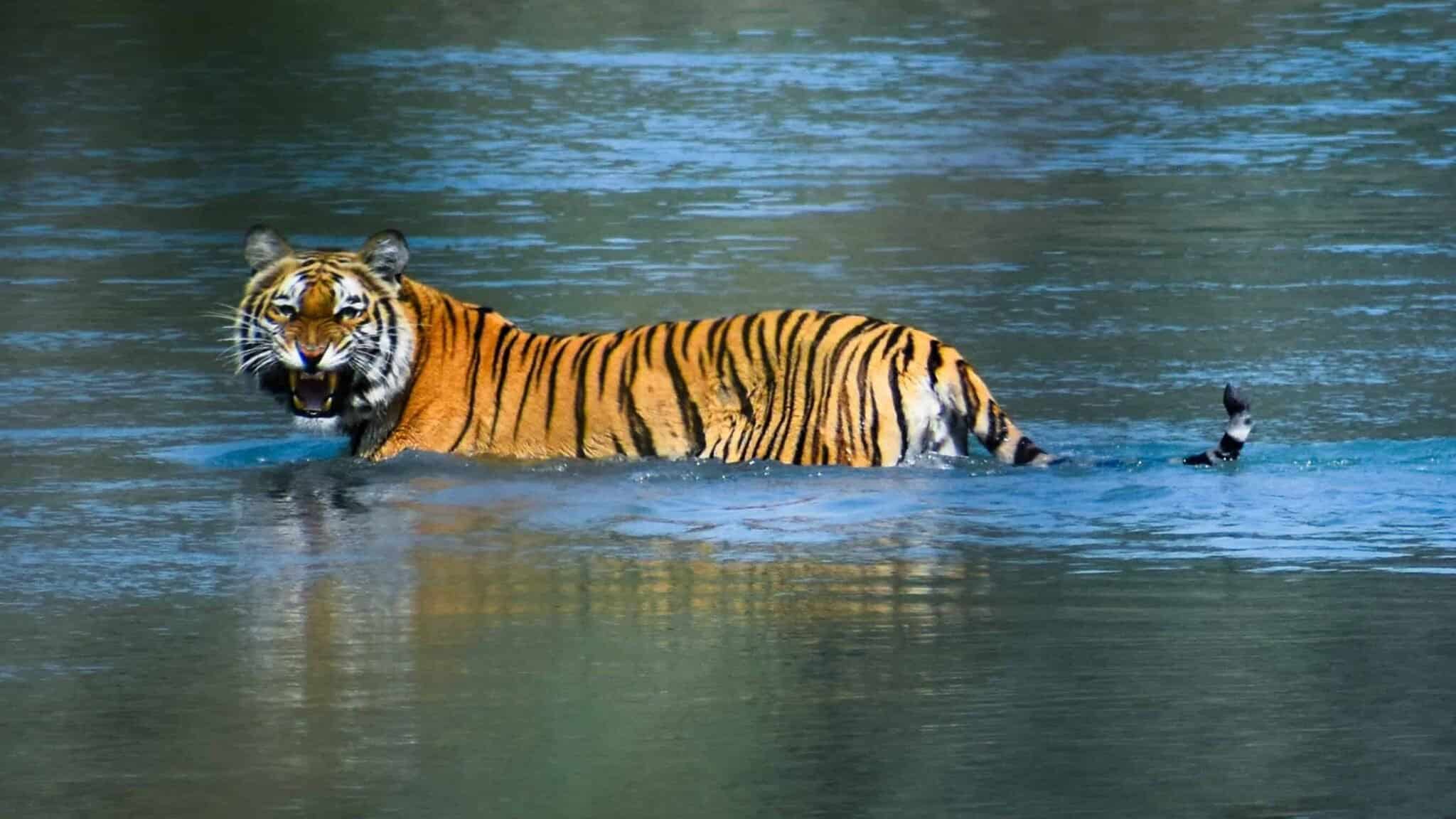 The Science Behind Why Cats Hate Water - Animals Around The Globe