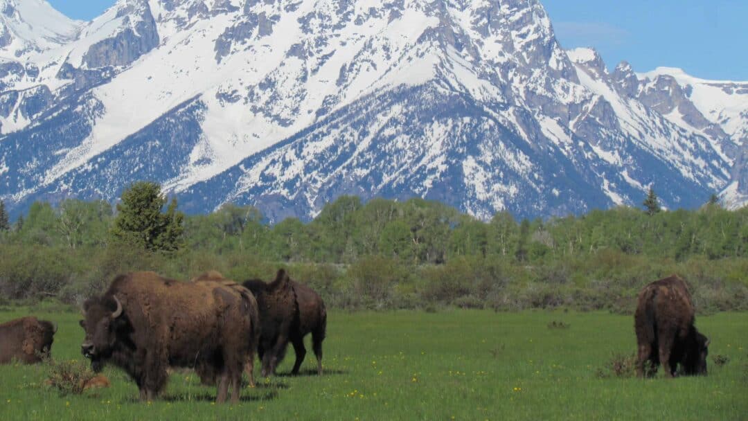 The Cultural Importance of Bison to Native American Tribes
