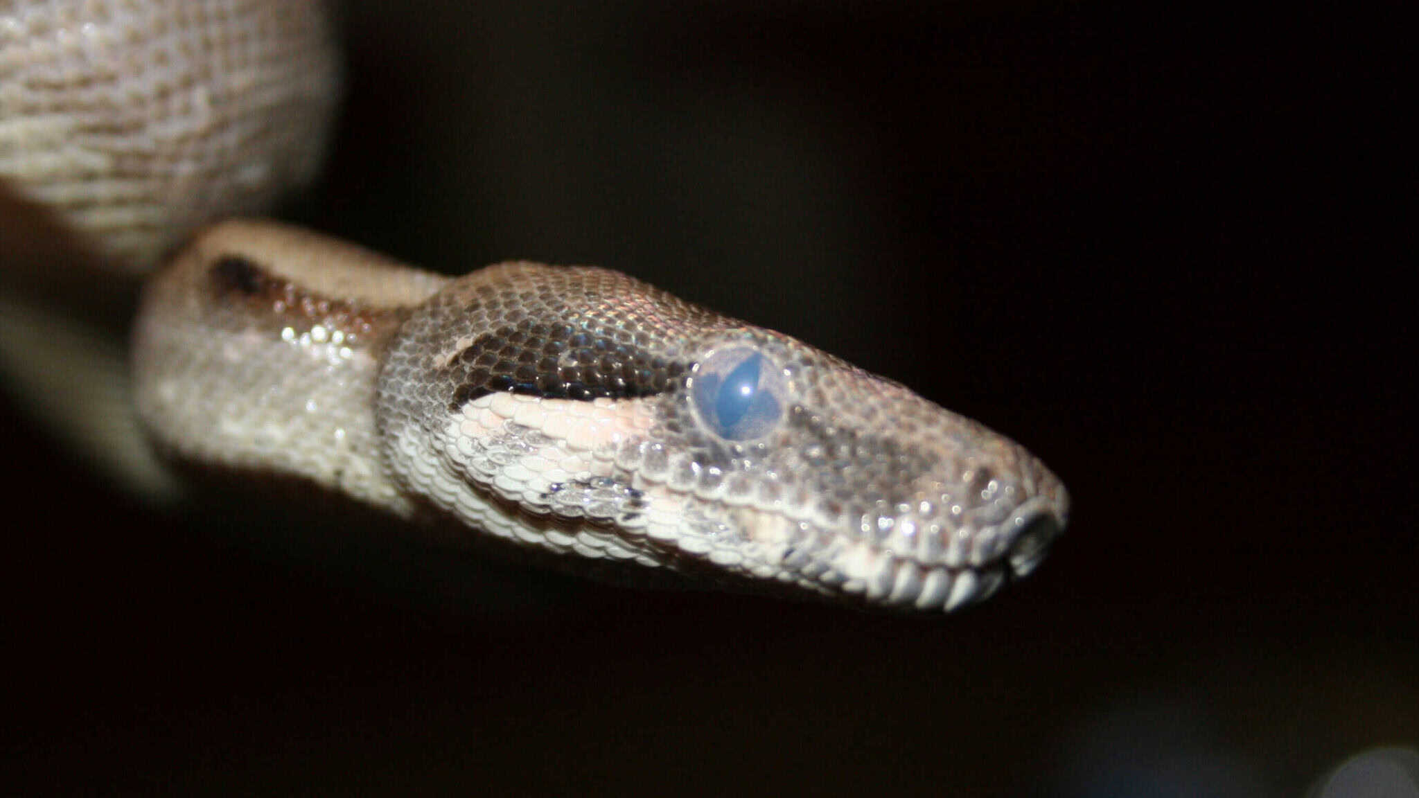 What Happens When a Snake Sheds Its Skin - Animals Around The Globe