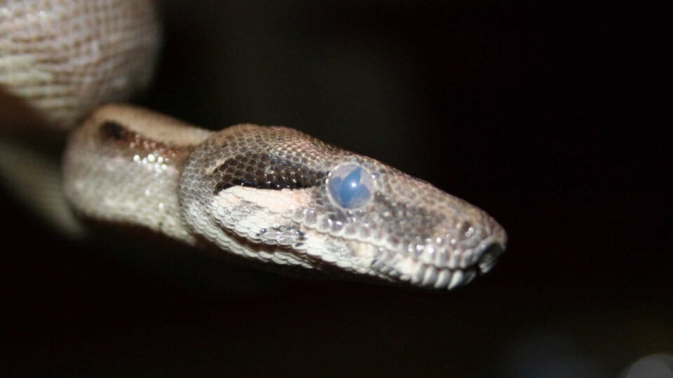 What Happens When a Snake Sheds Its Skin - Animals Around The Globe