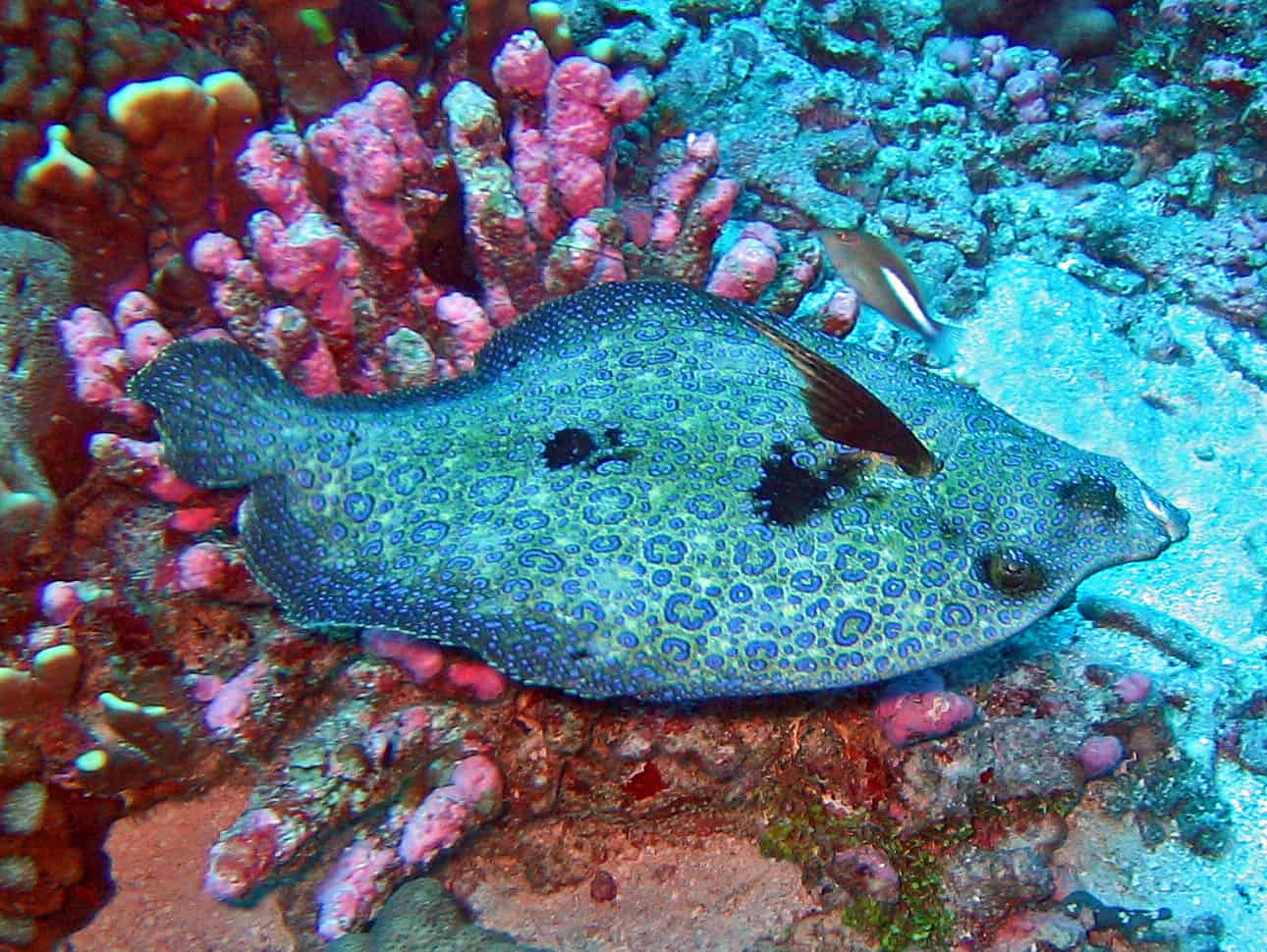The Camouflage Tactics of the Peacock Flounder - Animals Around The Globe