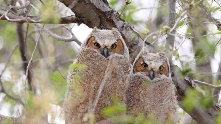 The Science Behind the Owl’s Asymmetrical Ears