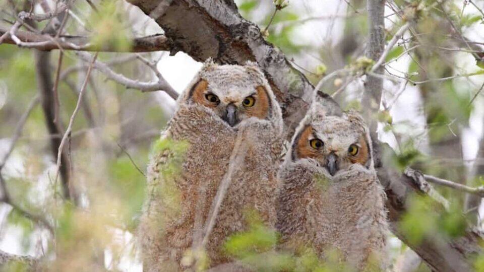 The Science Behind the Owl’s Asymmetrical Ears