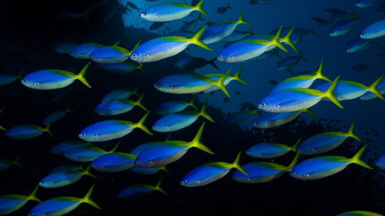 Do Fish Sleep? The Truth About Underwater Rest - Animals Around The Globe
