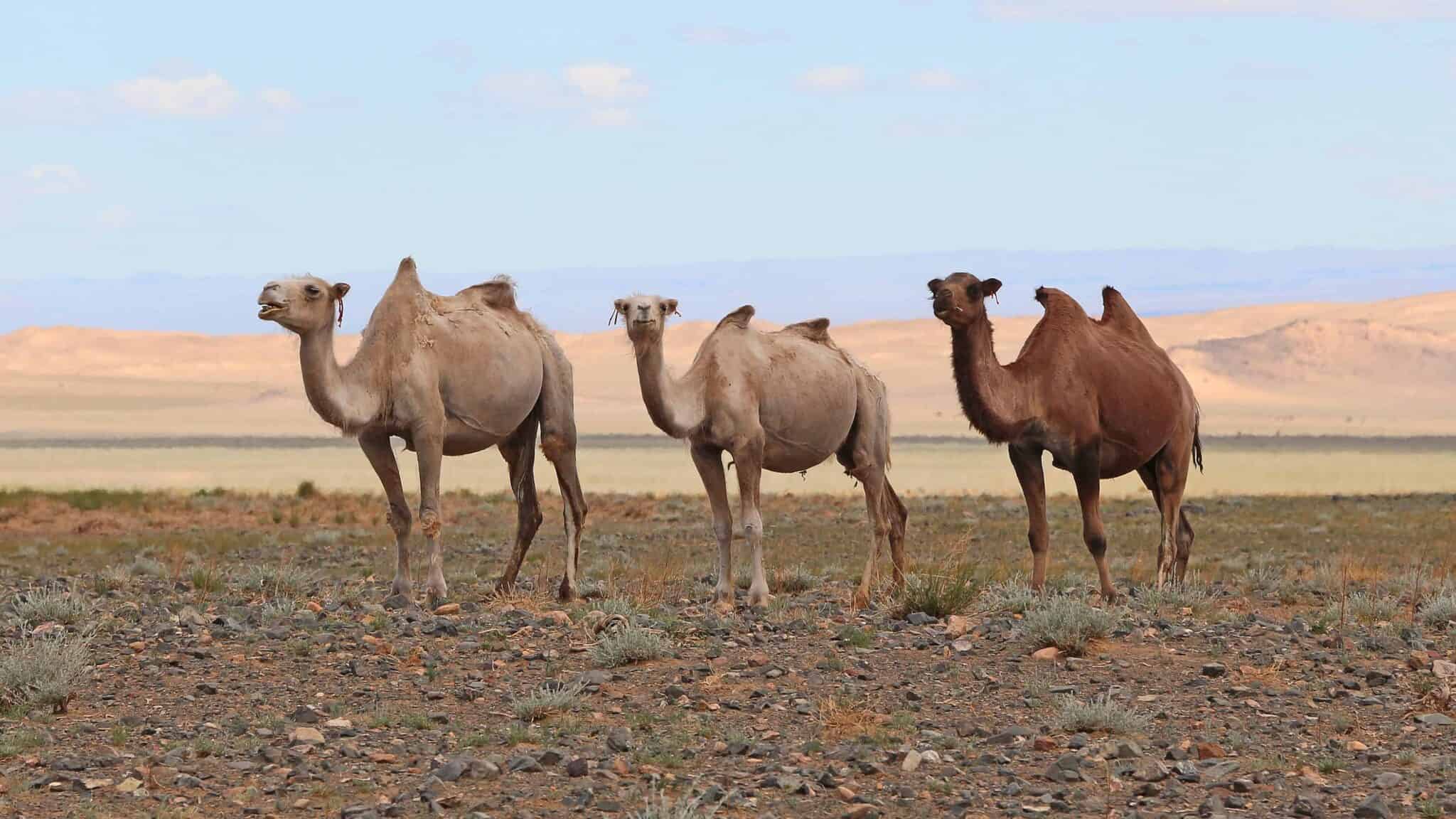 The Best Deserts for Spotting Camels in the Wild - Animals Around The Globe