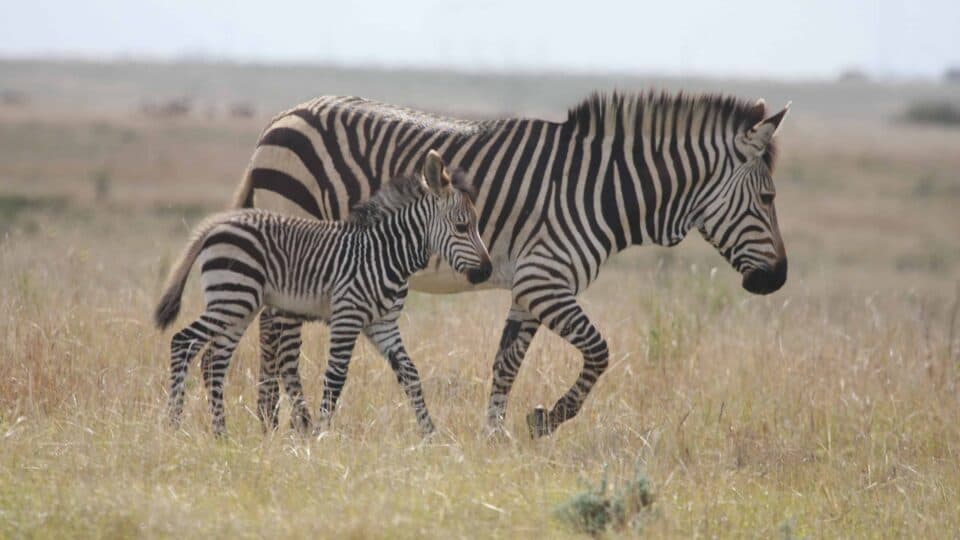 The Lifespan of a Wild Zebra—and What Threatens It - Animals Around The ...