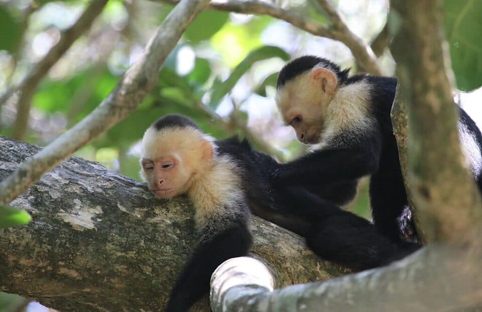 10 Famous Monkeys in Pop Culture and Science - Animals Around The Globe