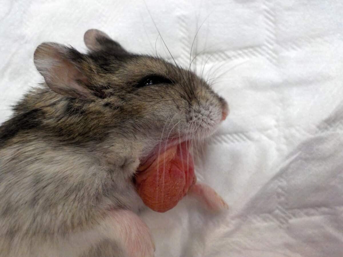 Chipmunks Use Their Cheeks as Nature’s Grocery Bags - Animals Around ...