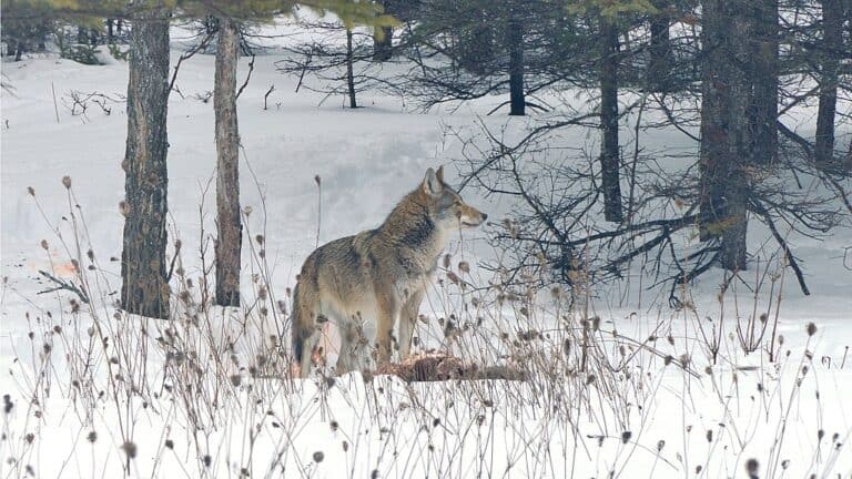 The Top 11 Most Googled Animal Hybrids - Animals Around The Globe