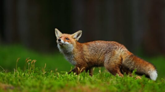 14 Fun Facts About Red Foxes You Did Not Know - Animals Around The Globe