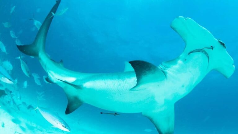 Hammerhead Sharks Use Their Unusual Heads to Hunt - Animals Around The ...