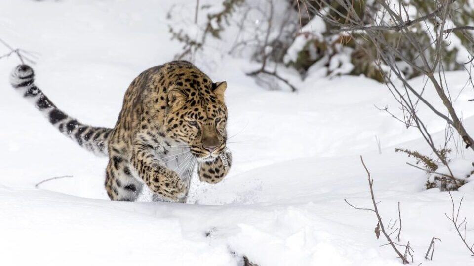Where to Catch a Glimpse of Snow Leopards in the Mountains - Animals ...