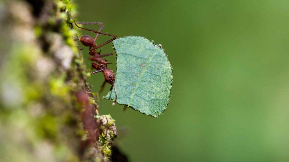 The Strongest Insect Alive Can Lift Over 1,000 Times Its Body Weight ...