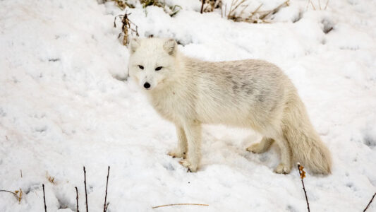 How Arctic Foxes Use Their Ears to Locate Hidden Prey Under Snow ...