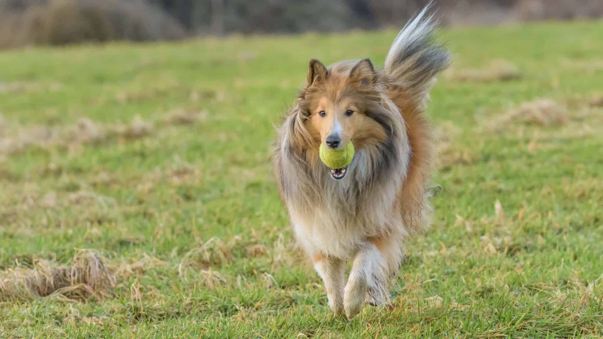 The Science of the Canine Nose More Powerful Than You Think - Animals ...