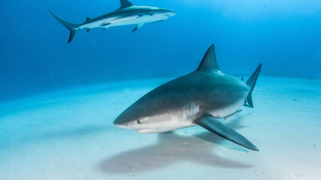 12 Most Dangerous Animals in Florida — Ranked by Threat to Humans ...