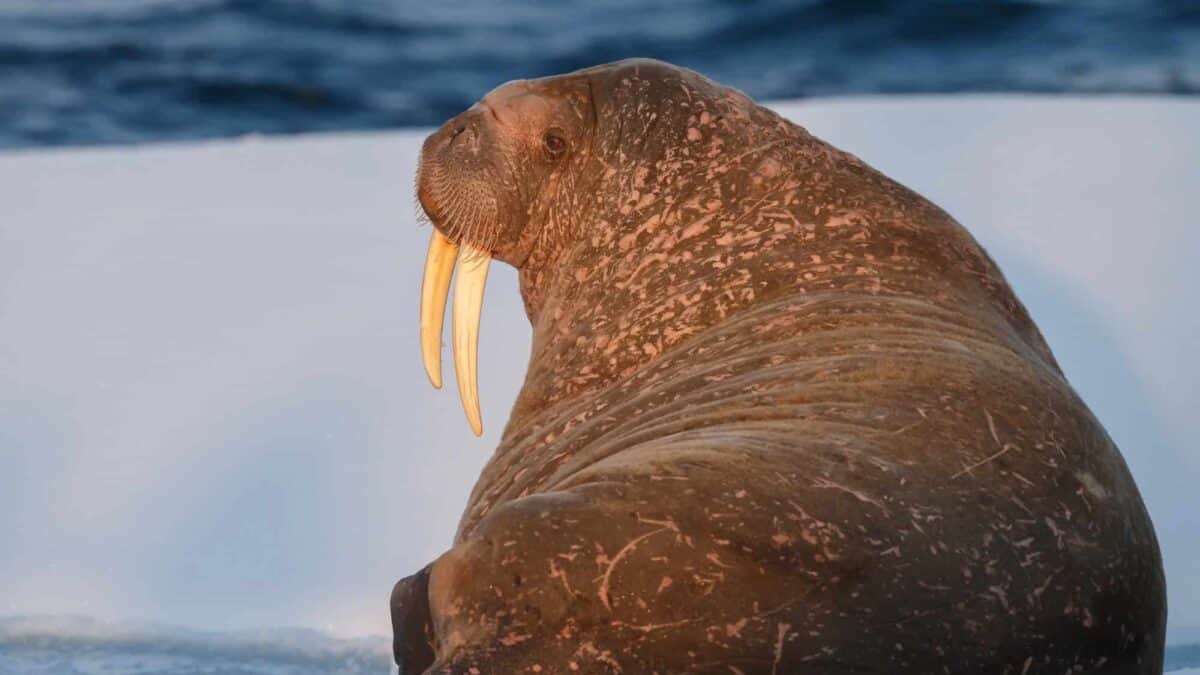 Why Walruses Use Their Tusks Like Ice Picks - Animals Around The Globe