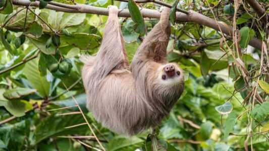 Why Sloths Risk Their Lives to Poop on the Ground - Animals Around The ...